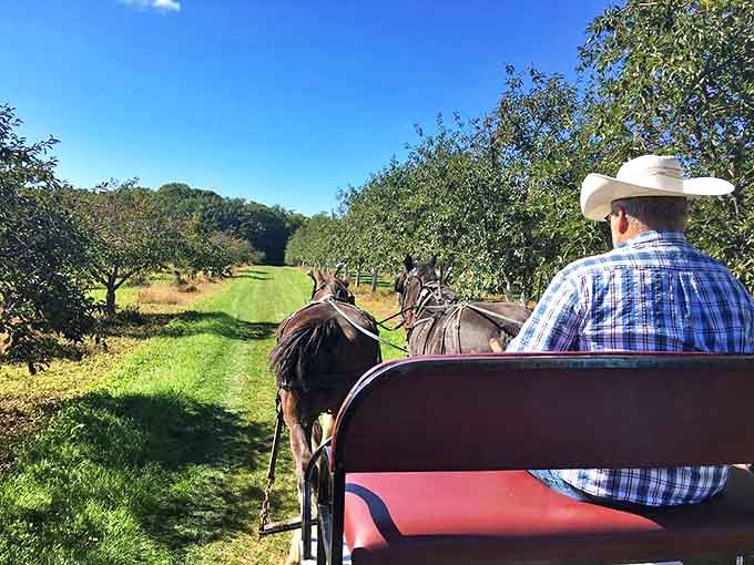Giddy-up through history! A horse-drawn wagon tour offers the perfect orchard overview without wearing out your walking shoes.