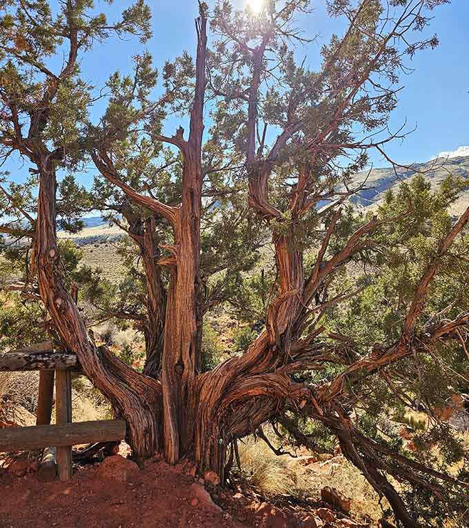 Juniper trees twisted by time and wind create natural sculptures that no artist could intentionally replicate.