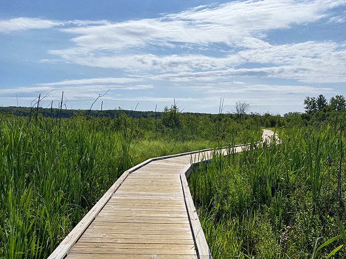 Nature lovers rejoice! The Nara River Boardwalk winds through wetlands where wildlife sightings are practically guaranteed if you're patient enough.