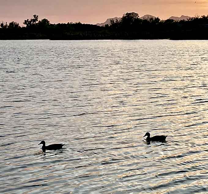 Even the local ducks know they've got it good here, living their best waterfront life.