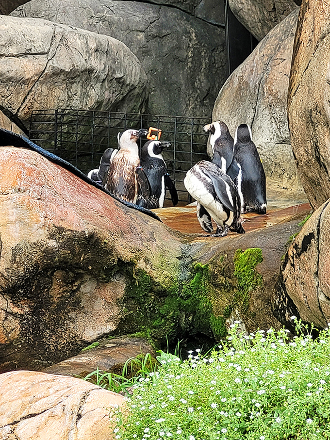Tuxedo party! These penguins are dressed for an occasion that apparently requires standing around looking adorable.