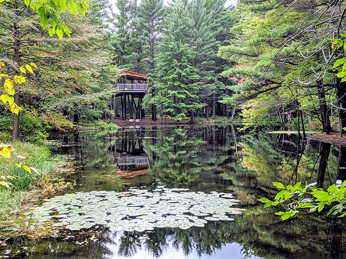 A tranquil forest pond mirrors surrounding trees, with the observation deck offering front-row seats to nature's reflection game.
