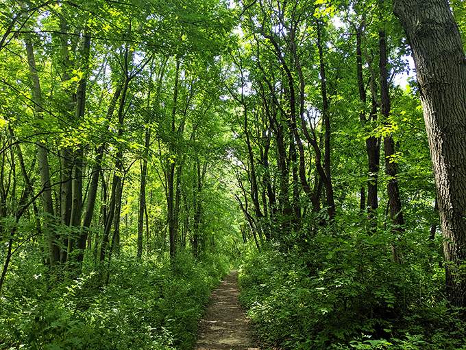 Sunlight filters through the lush canopy at Sarett Nature Center, creating a dappled path that beckons nature lovers into Michigan's wild heart.