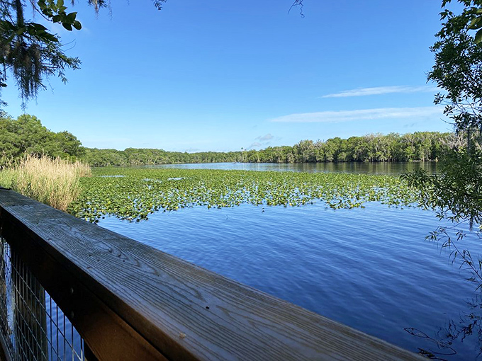 The mighty St. Johns River flows lazily past, its surface dotted with lily pads and reflecting blue skies above this wilderness sanctuary.