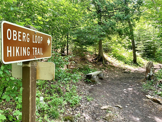 The start of adventure: Oberg Loop Hiking Trail beckons with promises of spectacular views and forest whispers.