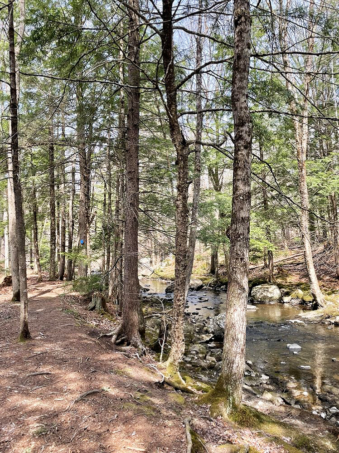 Walking this pine-scented trail feels like stepping into a Robert Frost poem &ndash; woods lovely, dark and deep indeed.