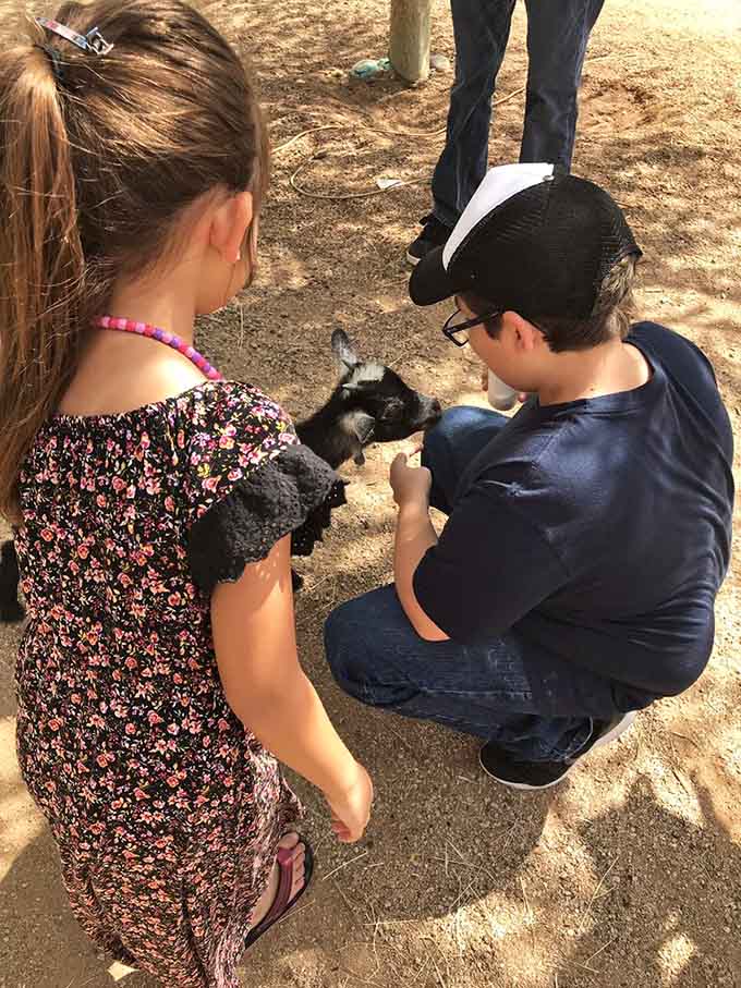 Young visitors discover that farm animals are way more interesting than any video game could ever be.
