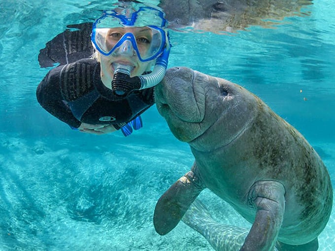 The ultimate wildlife selfie moment: a curious manatee approaches a snorkeler. These gentle creatures often initiate contact with respectful visitors.
