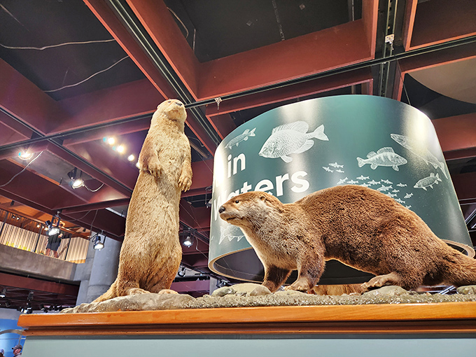 These playful otters, frozen in mid-frolic, showcase nature's perfect design for creatures who treat water as their playground.