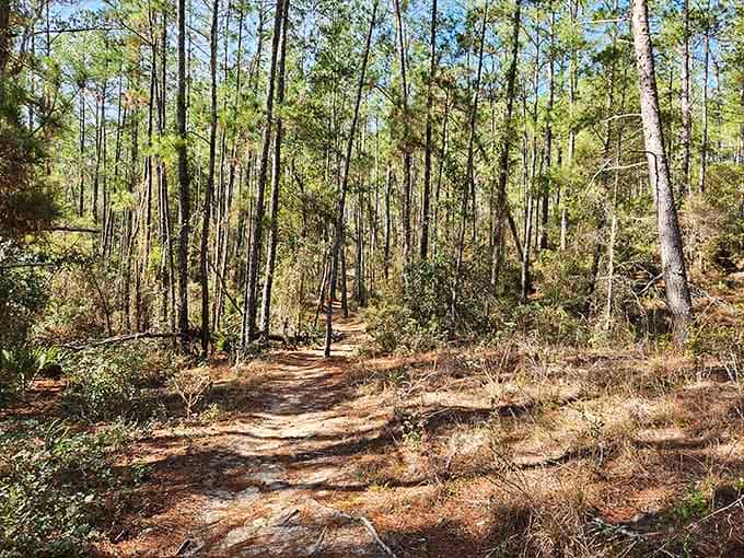 Pine forests line portions of the trail system, creating that classic Florida landscape where every turn reveals something new to discover.