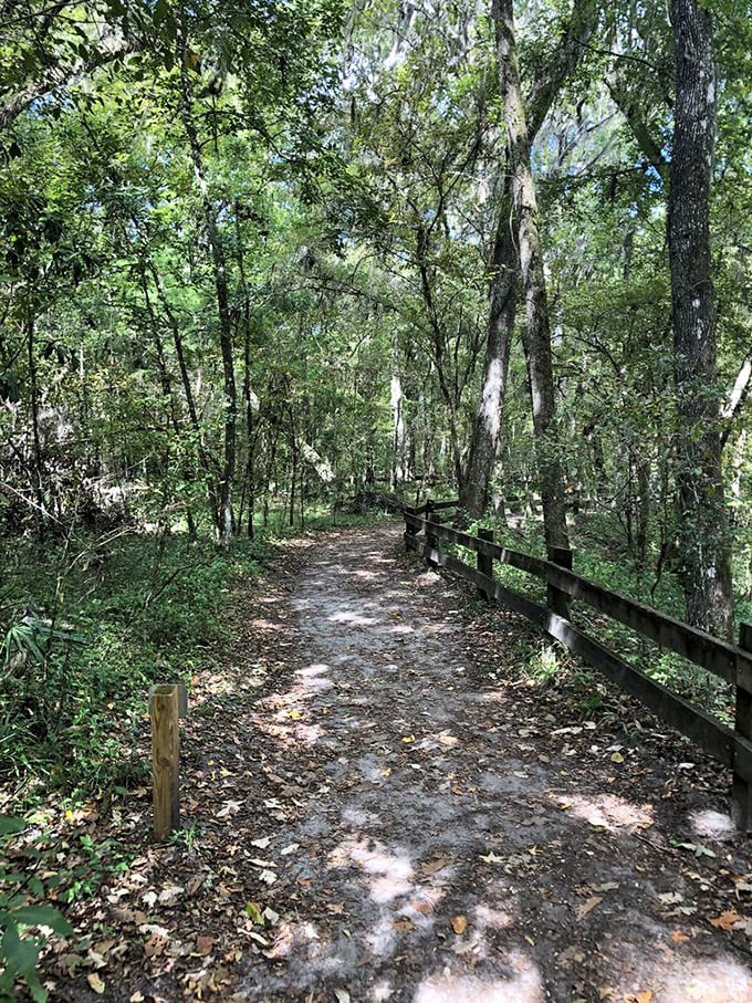 A serene forest path invites wanderers to explore beyond the main attraction, where Florida's typical pine flatwoods tell their own quiet story.