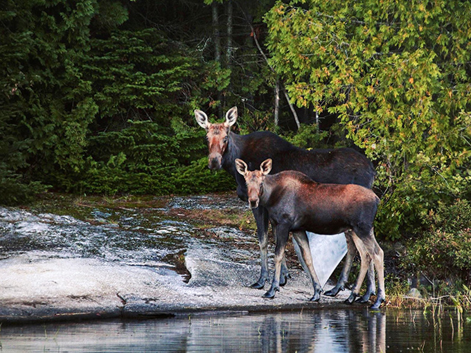 Family portrait in the wild: Mother and young moose pause their lakeside stroll, unimpressed by your photography skills.