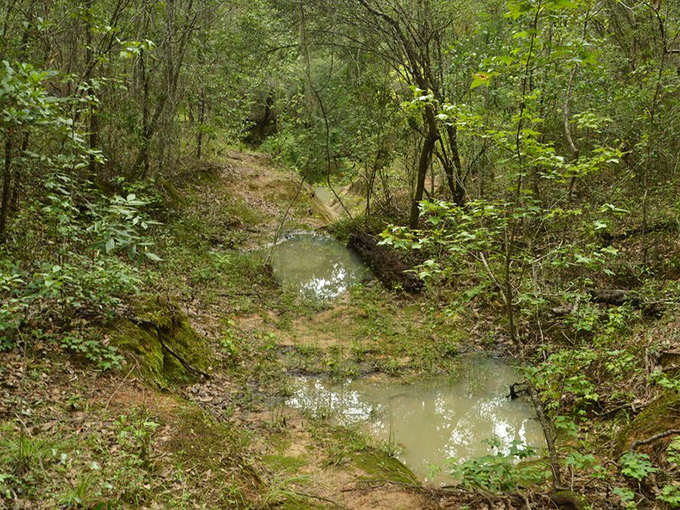 A gentle stream winds through the forest floor, creating reflective pools that mirror the canopy above in perfect stillness.