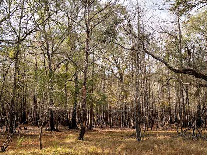 These bare trees create patterns against the sky that would make any abstract artist jealous of nature's composition skills.