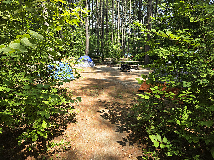 Woodland camping at its finest &ndash; secluded sites nestled among Vermont's lush greenery offer a true forest bathing experience.