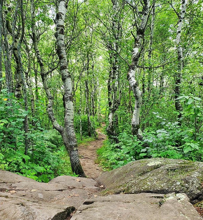 Spring's green promise: Birch trees create nature's cathedral, their white trunks standing in stark contrast to the emerging foliage.
