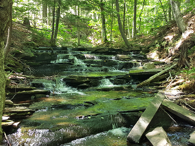A cascading stream creates nature's own staircase, with water dancing over moss-covered rocks in perfect woodland harmony.
