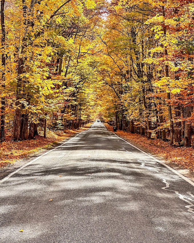 Sunlight plays hide-and-seek through the golden canopy, creating a dappled pathway that changes with every passing cloud.