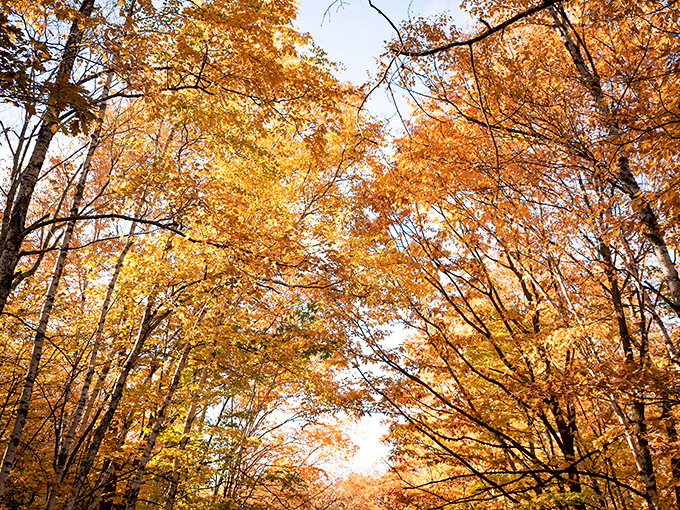 Golden maples create a natural cathedral ceiling, filtering sunlight into warm patterns on the forest floor.