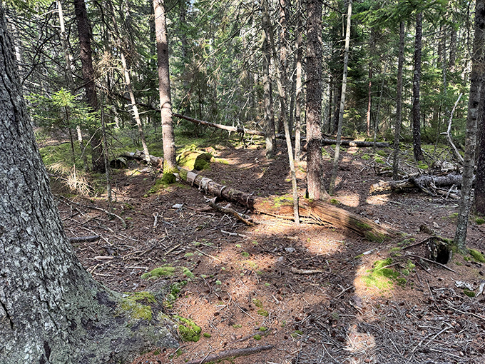 The forest floor tells stories of seasons past, where fallen logs become nurseries for tomorrow's wilderness.
