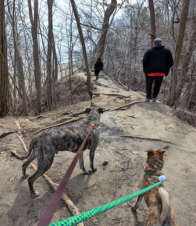 Four-legged friends lead the way along the ridge trail, where winter's bare branches reveal Lake Michigan glimpses in the distance.