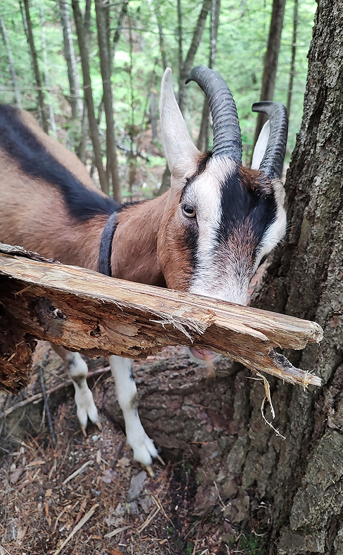 Close encounter with a friendly goat, whose expressive eyes and magnificent horns showcase the distinctive personality these animals possess.