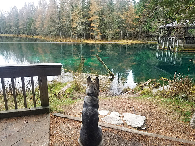 Even four-legged visitors seem hypnotized by the spring's clarity &ndash; this pup's probably wondering why the water looks so inviting yet feels so chilly!