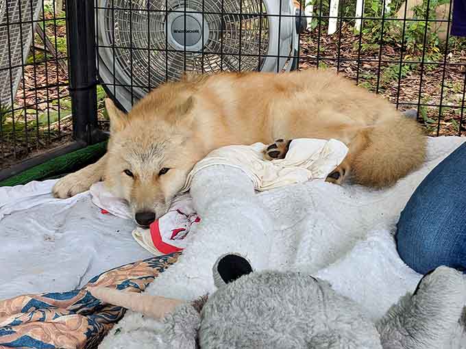 Sometimes a wolf just needs a cozy blanket and a favorite toy, reminding us they're not so different from our pampered pooches at home.