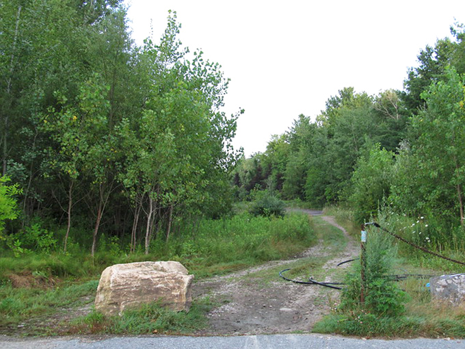 When the pavement starts looking like the surface of the moon, you know nature's renovation project is well underway.