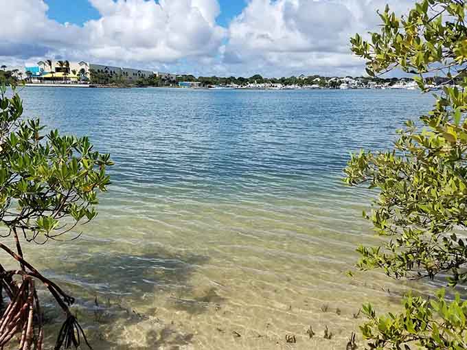 That view across the water makes you understand why people fight over waterfront property, though the birds got here first.