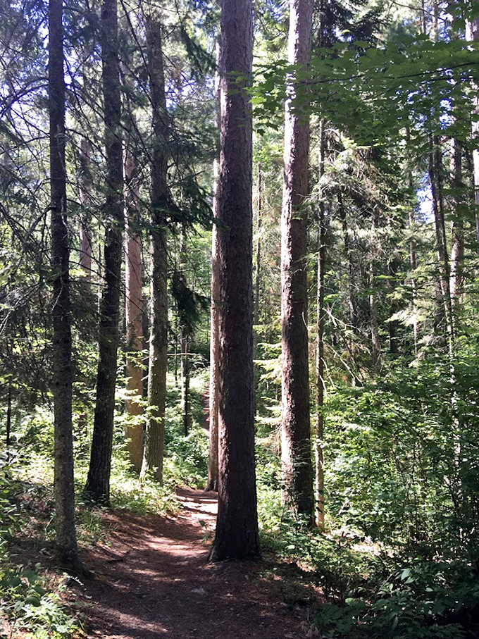 Cathedral-like columns of pine reach skyward, their massive trunks standing witness to over three centuries of changing seasons.