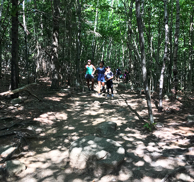 Dappled sunlight guides hikers along the forest path, where every step brings you closer to Acadia's geological superstar.