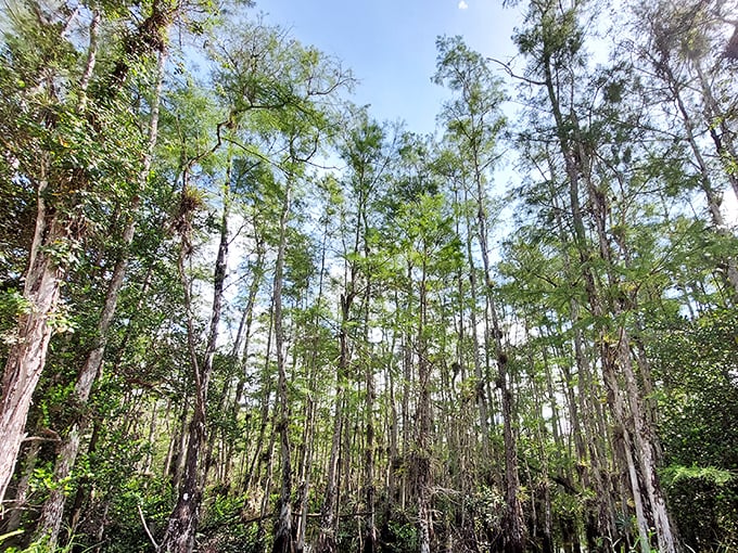 Cypress sentinels stand guard along the route, their knobby knees visible above the water like nature's own modern art installation.