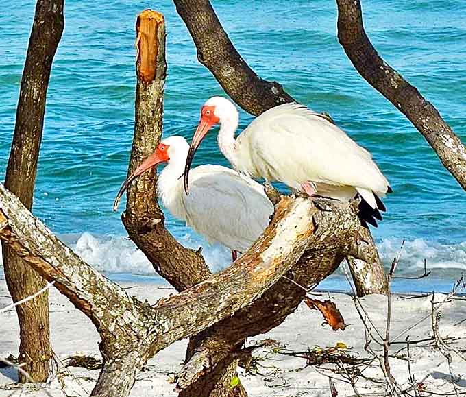 Nature's welcoming committee: Two white ibis perch among driftwood, their curved red bills and watchful eyes reminding visitors whose home they're visiting.