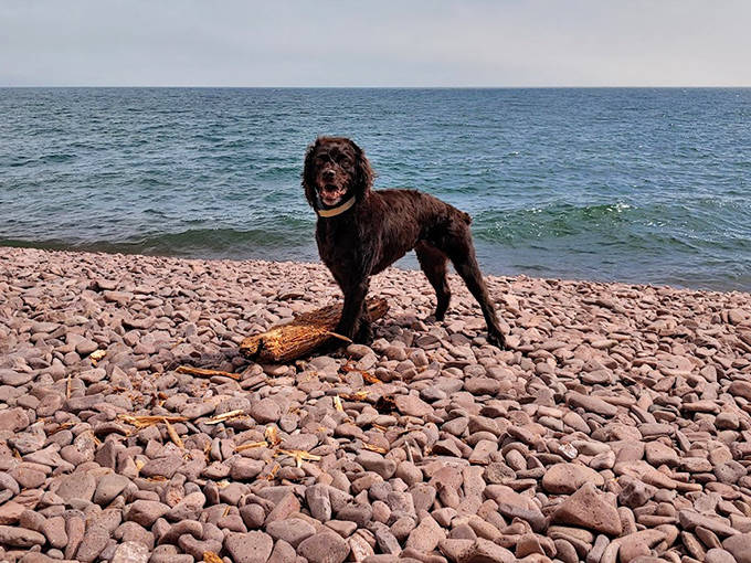 Even four-legged explorers appreciate the unique texture of Iona's Beach, though they're more interested in driftwood than geological concerts.