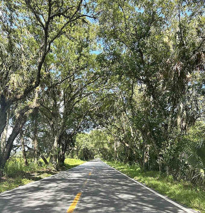 Dappled sunlight breaks through the dense foliage, creating an ever-changing light show on the pavement that no theme park could ever replicate.