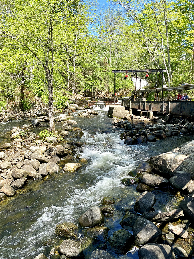 The historic Damariscotta Fish Ladder creates a pathway for determined alewives making their annual journey upstream to spawn.