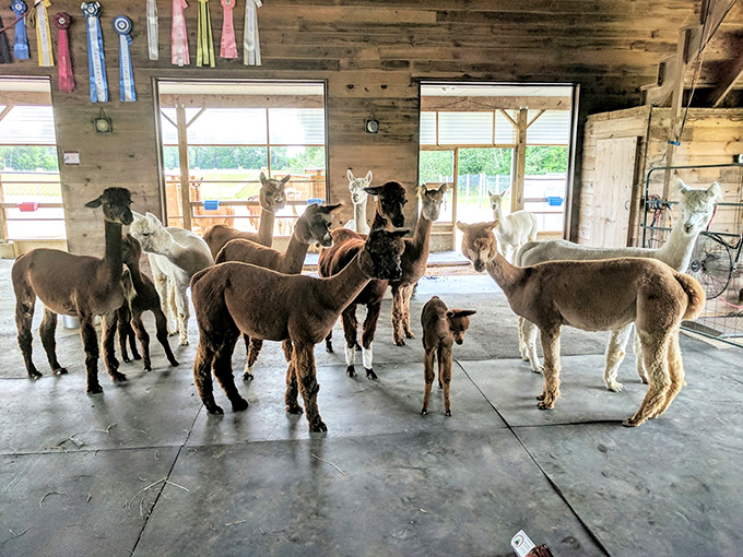 A group of curious alpacas gathered in their barn at Northern Solstice Alpaca Farm, showcasing their adorable faces and variety of colors.