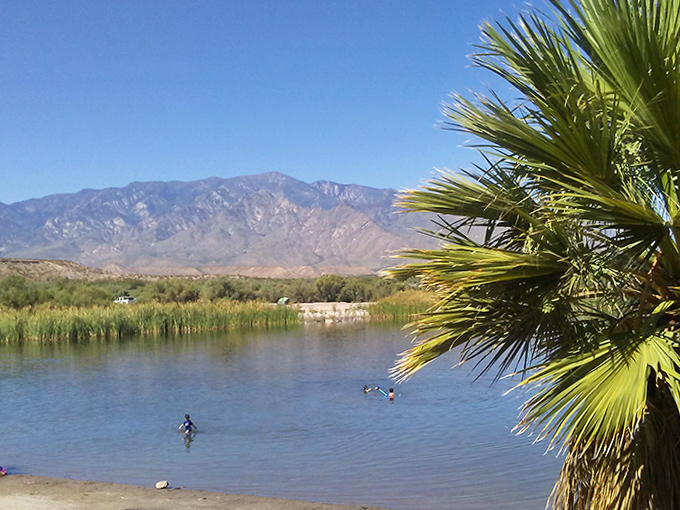 Mount Graham creates a stunning backdrop for swimmers at Roper Lake State Park, where palm trees provide shade along the sandy shore.