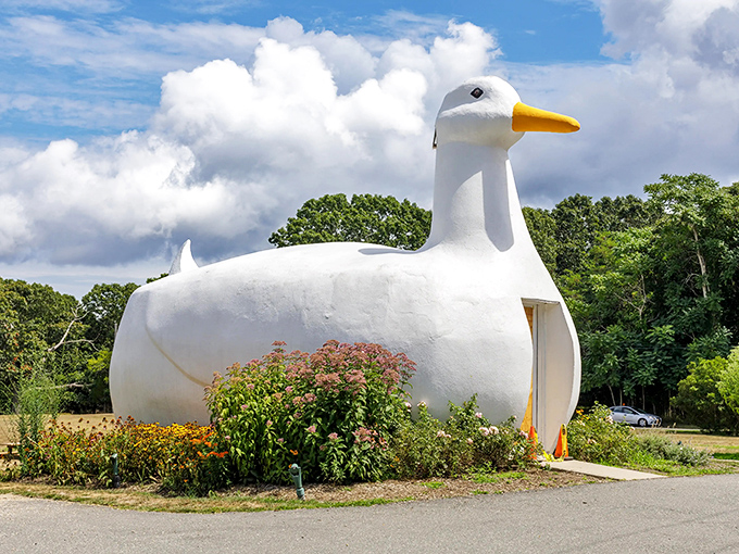 The Big Duck stands proudly along the roadside, a quirky roadside attraction that's impossible to miss. Who wouldn't smile at a building shaped like a giant duck?