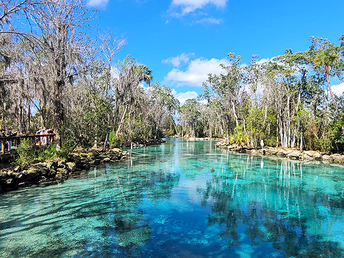 5a. three sisters springs (crystal river)