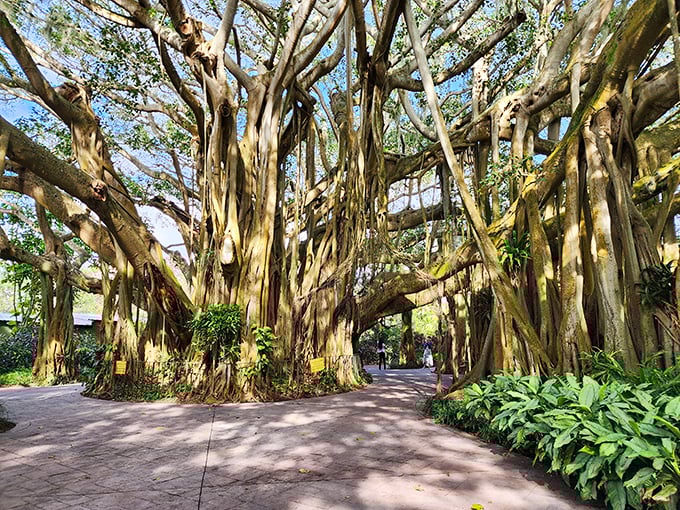 The famous banyan tree at Cypress Gardens creates a natural cathedral with its sprawling branches and aerial roots &ndash; a living sculpture that's been growing for generations.