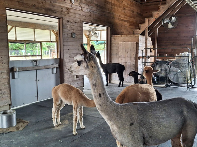 More of the fluffy residents at Northern Solstice Alpaca Farm, including what appears to be a baby alpaca among the herd in their spacious barn.