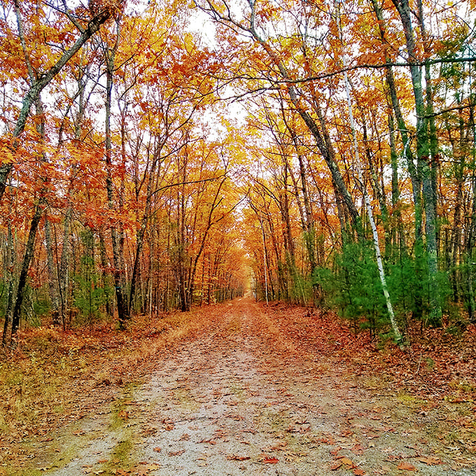That autumn canopy creates nature's own tunnel, perfect for peaceful walks when the crowds go home.