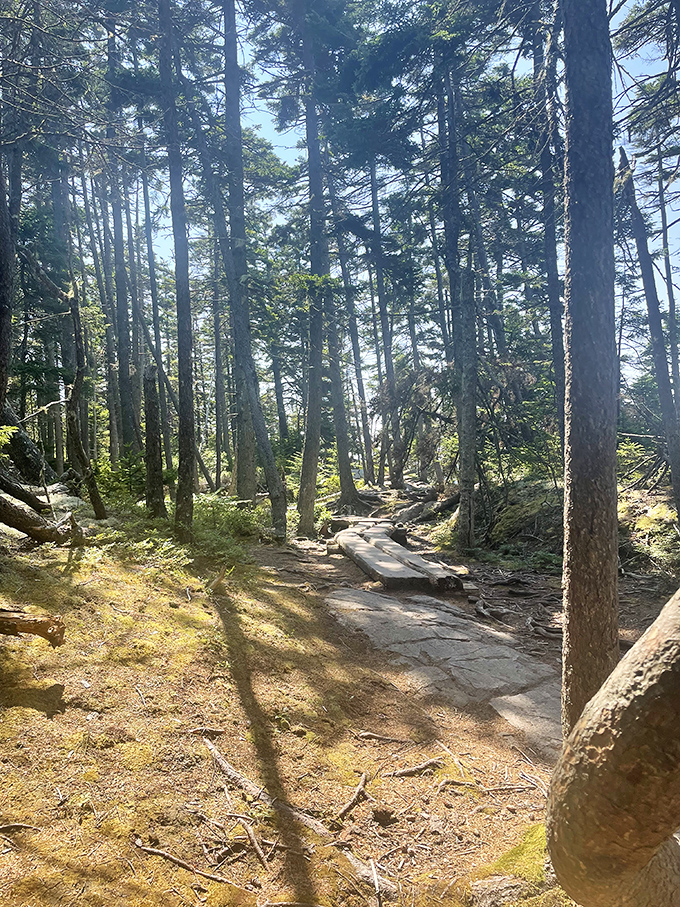 The Ship Harbor Trail leads through sun-dappled forests before opening to spectacular ocean views framed by towering pines.