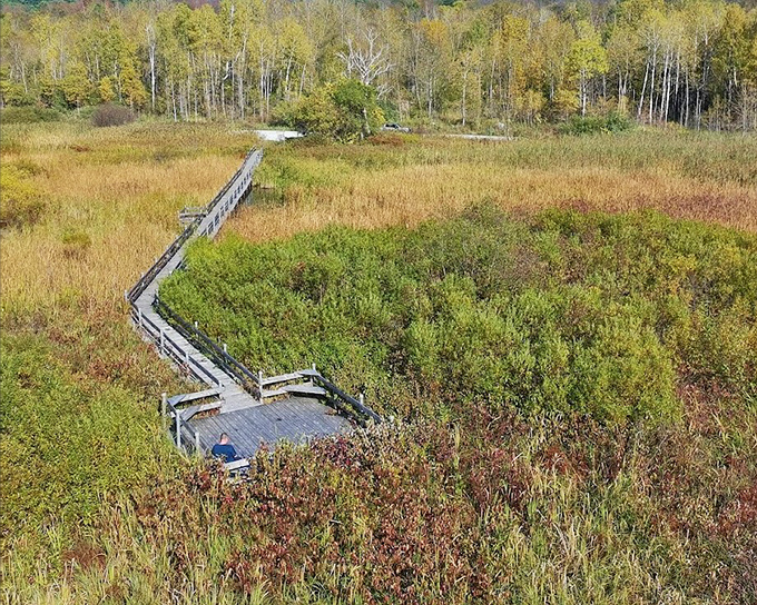 The boardwalk cuts through the marsh like nature's runway, no fashion models required.