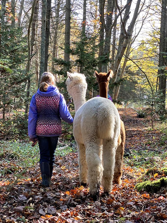 Meet your new therapist &ndash; no hourly rate, just occasional treats and the wisdom of those ancient, knowing eyes.