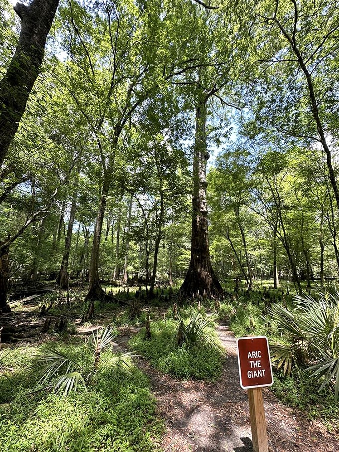 Aric the Giant stands as a silent sentinel of the springs, his massive cypress trunk telling centuries of Florida stories.