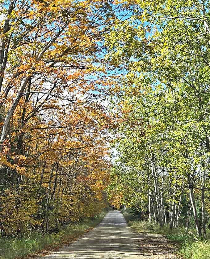 Fall transforms the Tunnel of Trees into nature's own fireworks display, with colors so vivid they almost hurt your eyes.