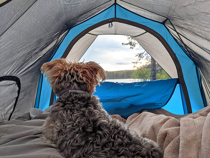 A furry companion enjoys the tent view, proving that dogs appreciate Vermont's natural splendor just as much as their human counterparts.
